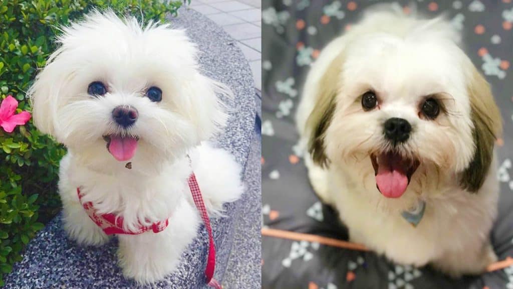 Malshi: Ultimate Guide (Temperature, Personality, Size etc.) - Dog Desires