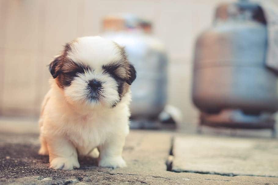 Malshi: Ultimate Guide (Temperature, Personality, Size etc.) - Dog Desires